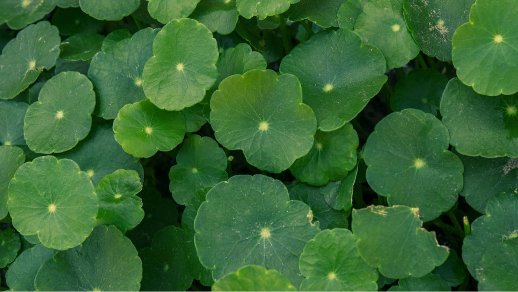 What is Cica? Centella Asiatica Benefits for Skin | Pai Skincare